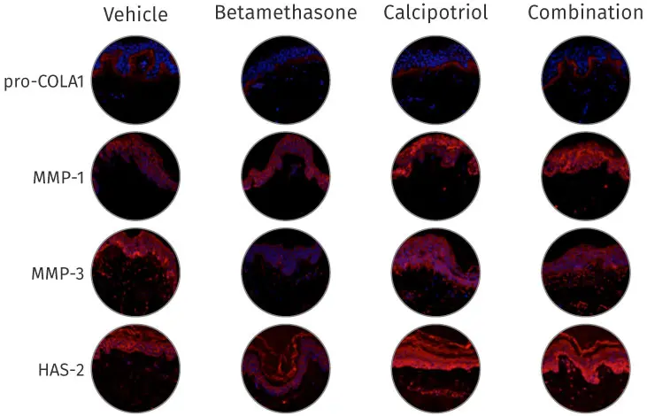 Test models offering live human skin response - Genoskin