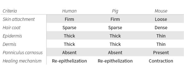 Top differences between human and animal skin | Genoskin