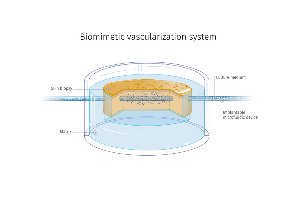 Flowskin®, a perfused human skin model on a platform | Genoskin
