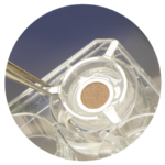 Human skin models with live human skin response - Genoskin