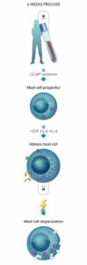 Human Primary Mast Cells for Research | Genoskin