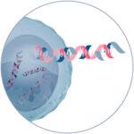 Local Tolerance Studies | Genoskin